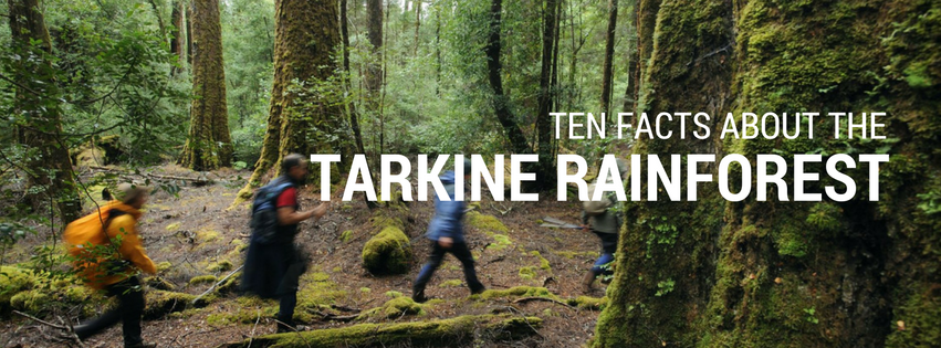 Top Facts About The Tarkine | Tasmanian Expeditions