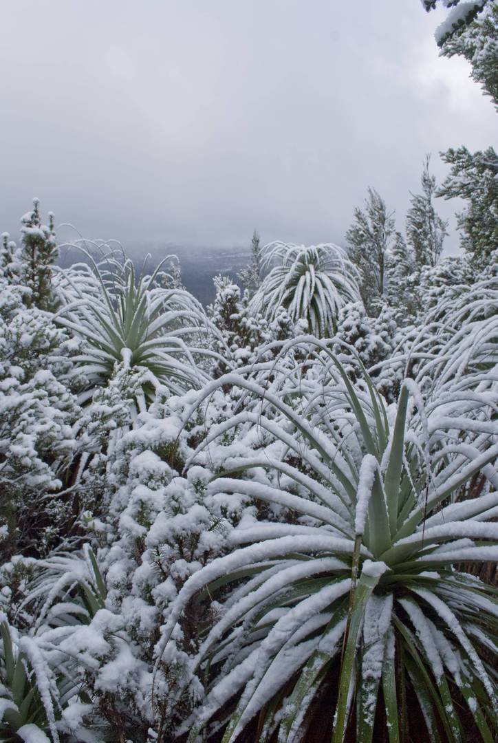 Tasmanian Expeditions | Why we love winter trekking